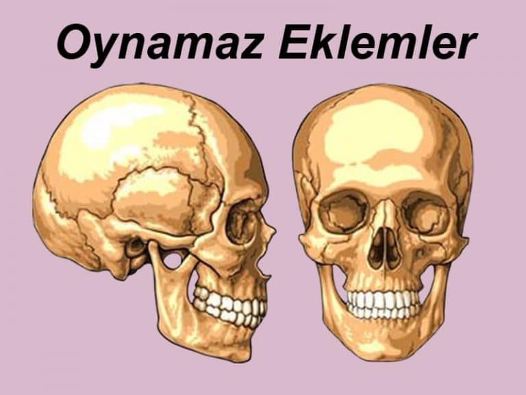 Eklemler ve Kaslar hakkında bilgiler, Eklemler Nedir?